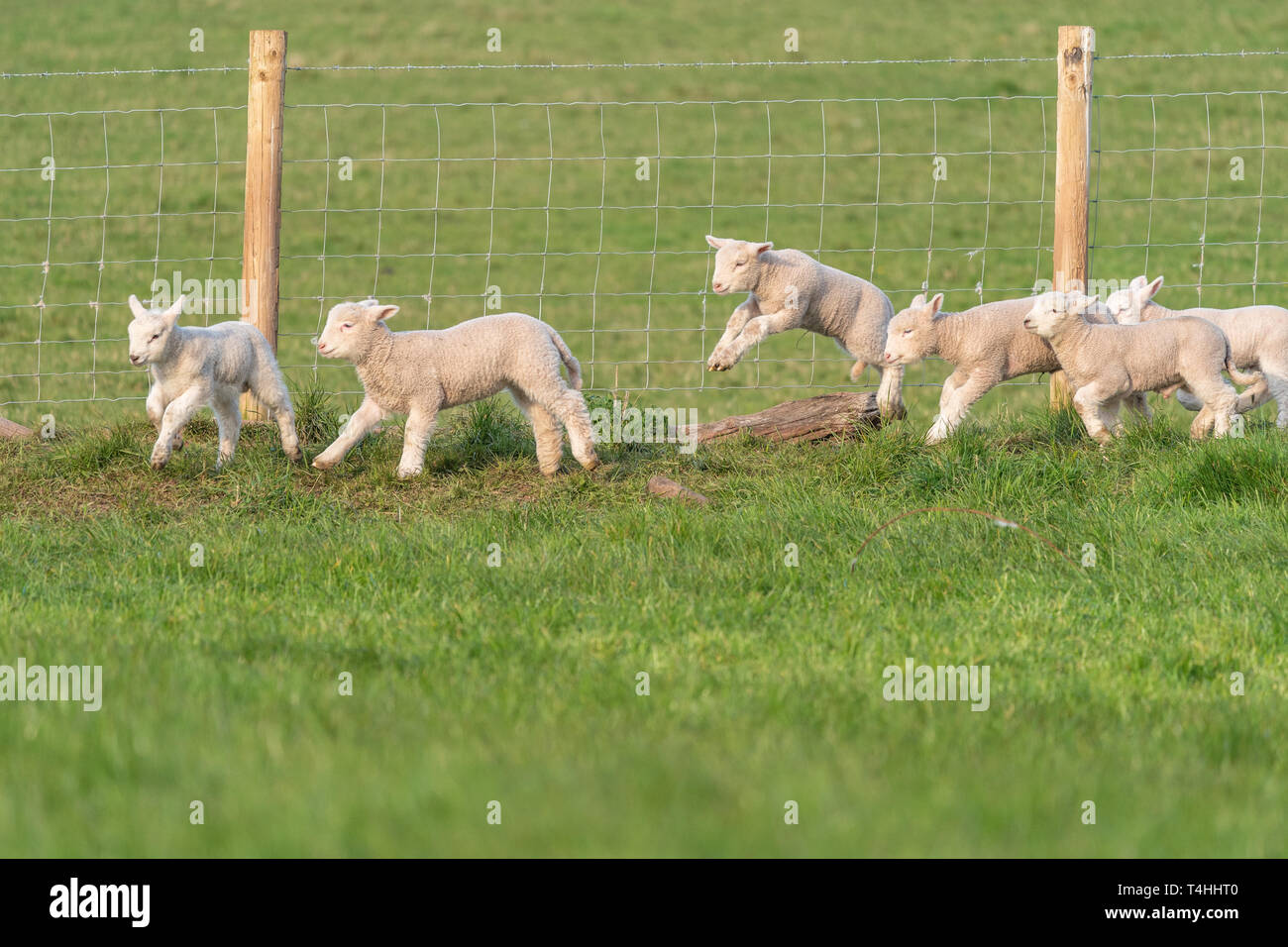 Leaping spring lamb springtime hi-res stock photography and images - Alamy