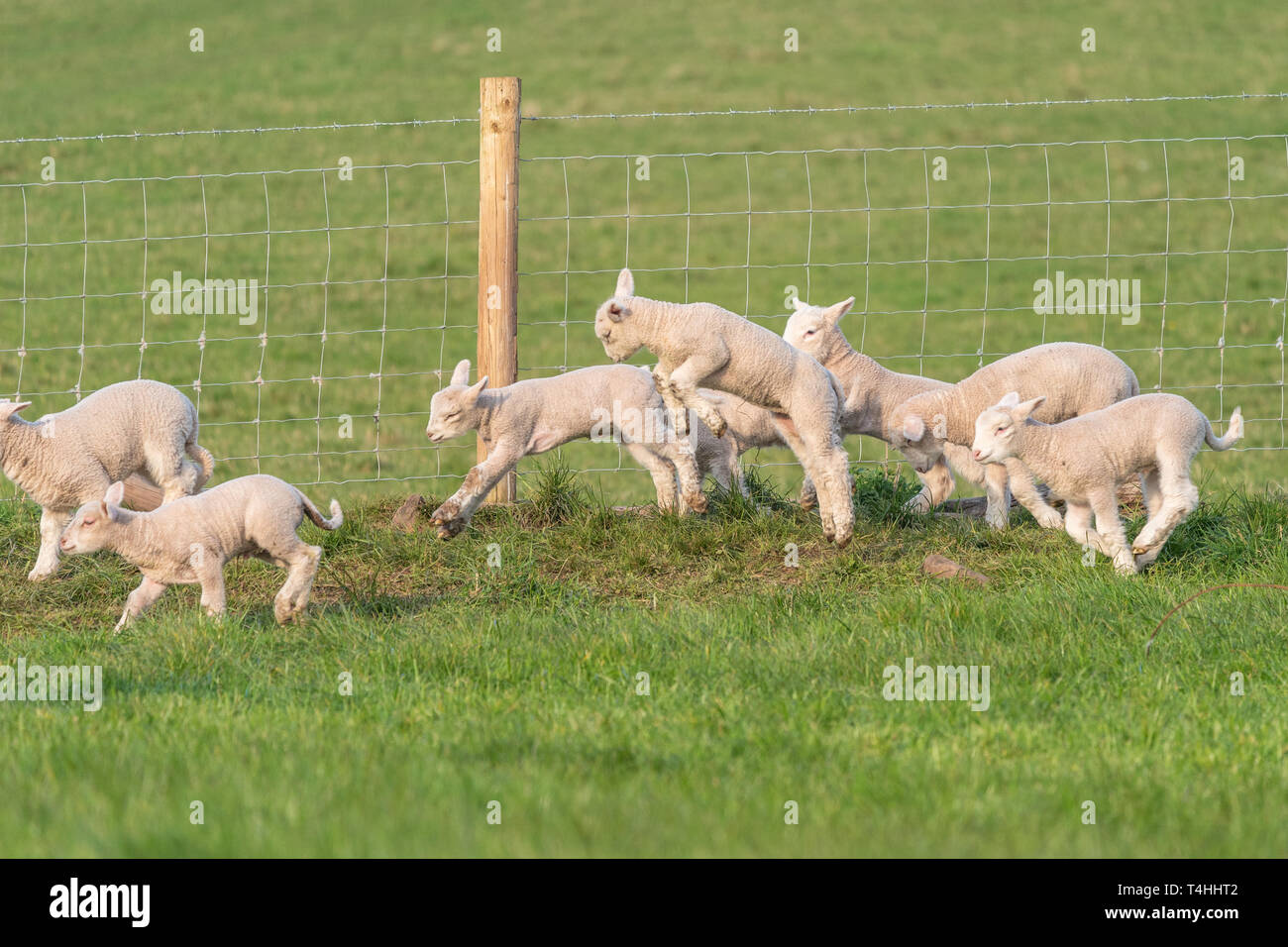 Leaping spring lamb springtime hi-res stock photography and images - Alamy