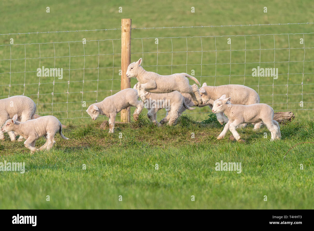 Lambs playing in field of green grass in Spring Stock Photo - Alamy