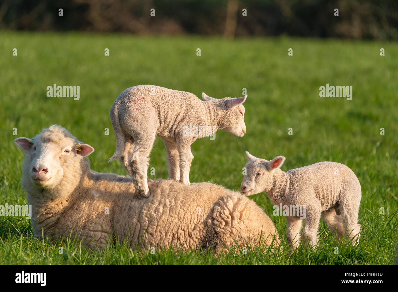 Sheep jumping in green field hi-res stock photography and images - Alamy