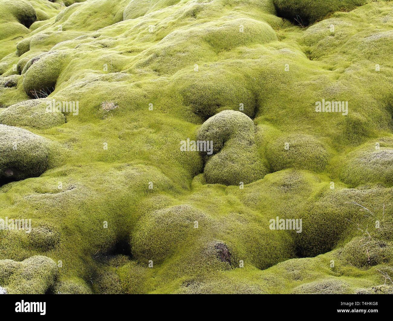 Lava field covered in green moss hi-res stock photography and images ...