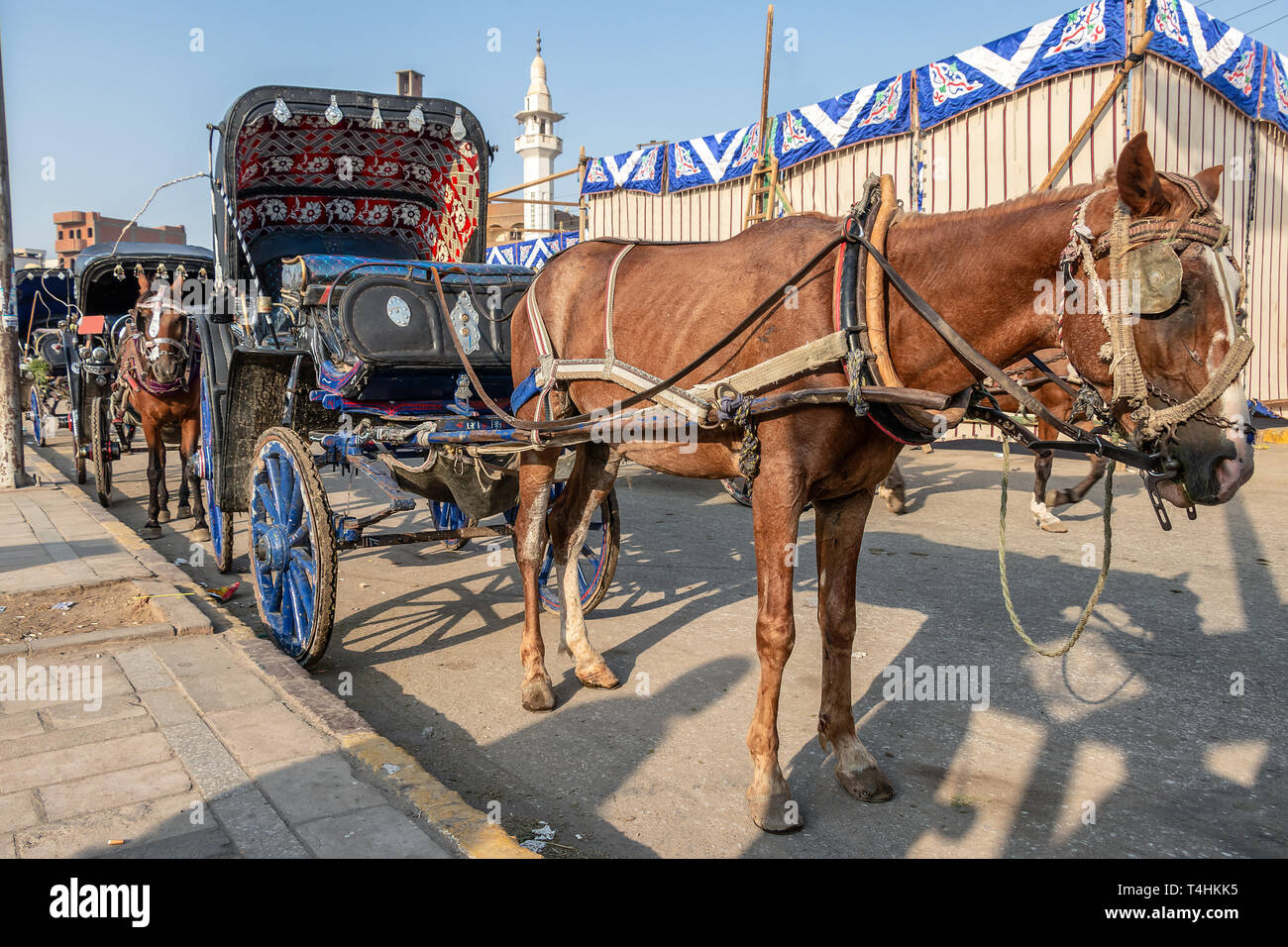 White egyptian horse carriage edfu hi-res stock photography and images ...