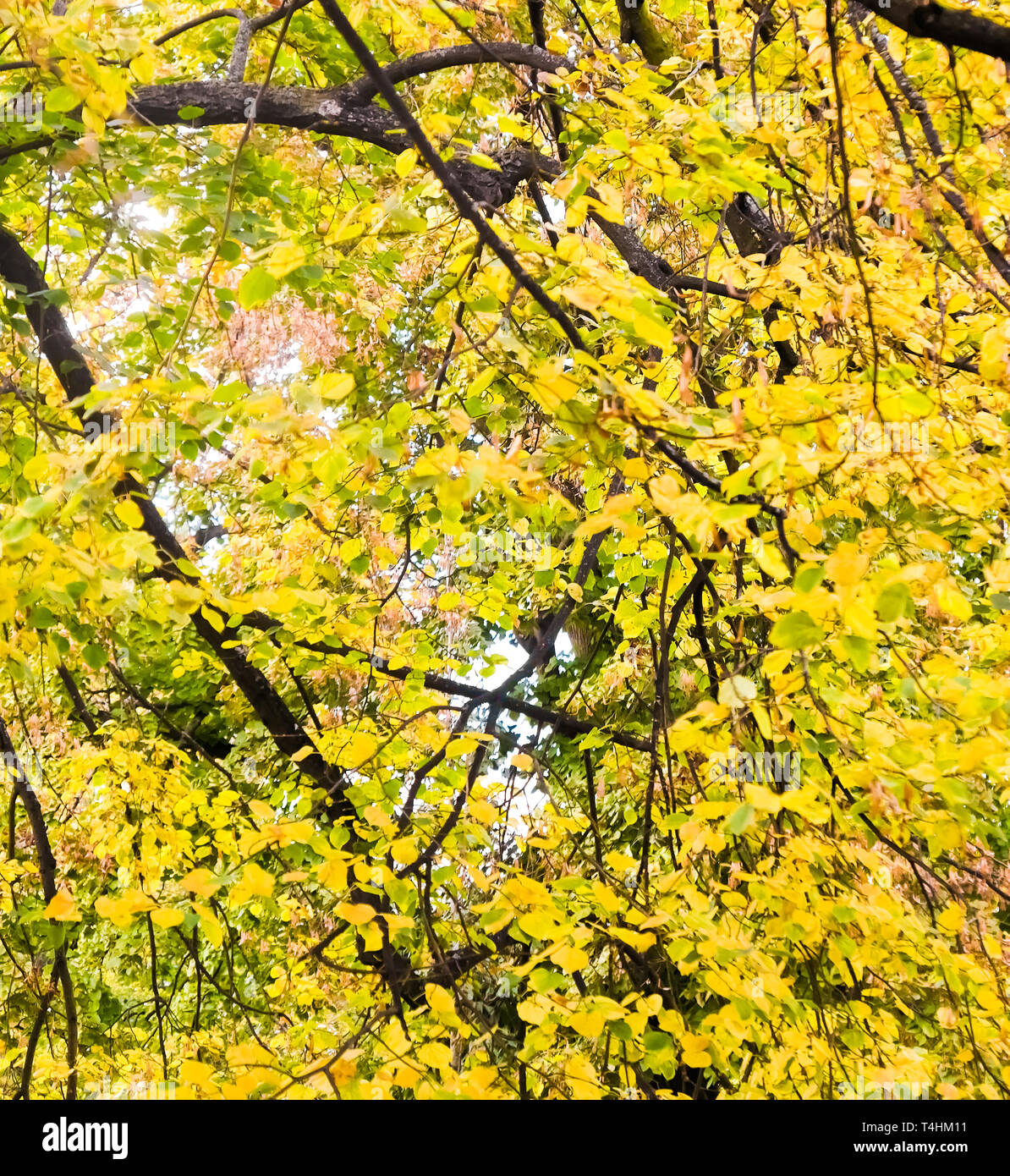 Fall beauty, weather and seasons concept - Autumn nature scene ...