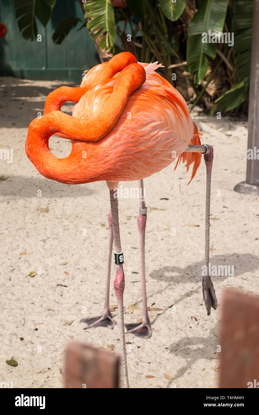 Caribbean Flamingo on public display at Seaworld in Orlando Stock Photo ...