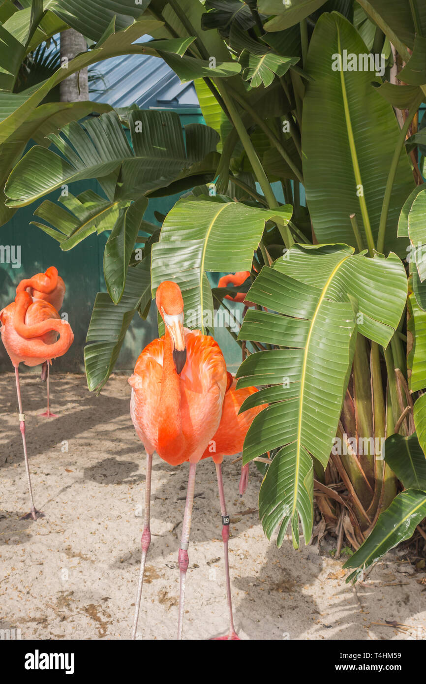 Caribbean Flamingo on public display at Seaworld in Orlando Stock Photo ...