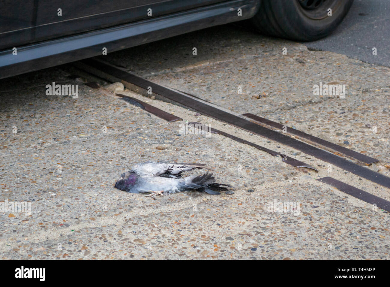 Dead pigeon on tram tracks. Headless roadkill on a street, with a ...