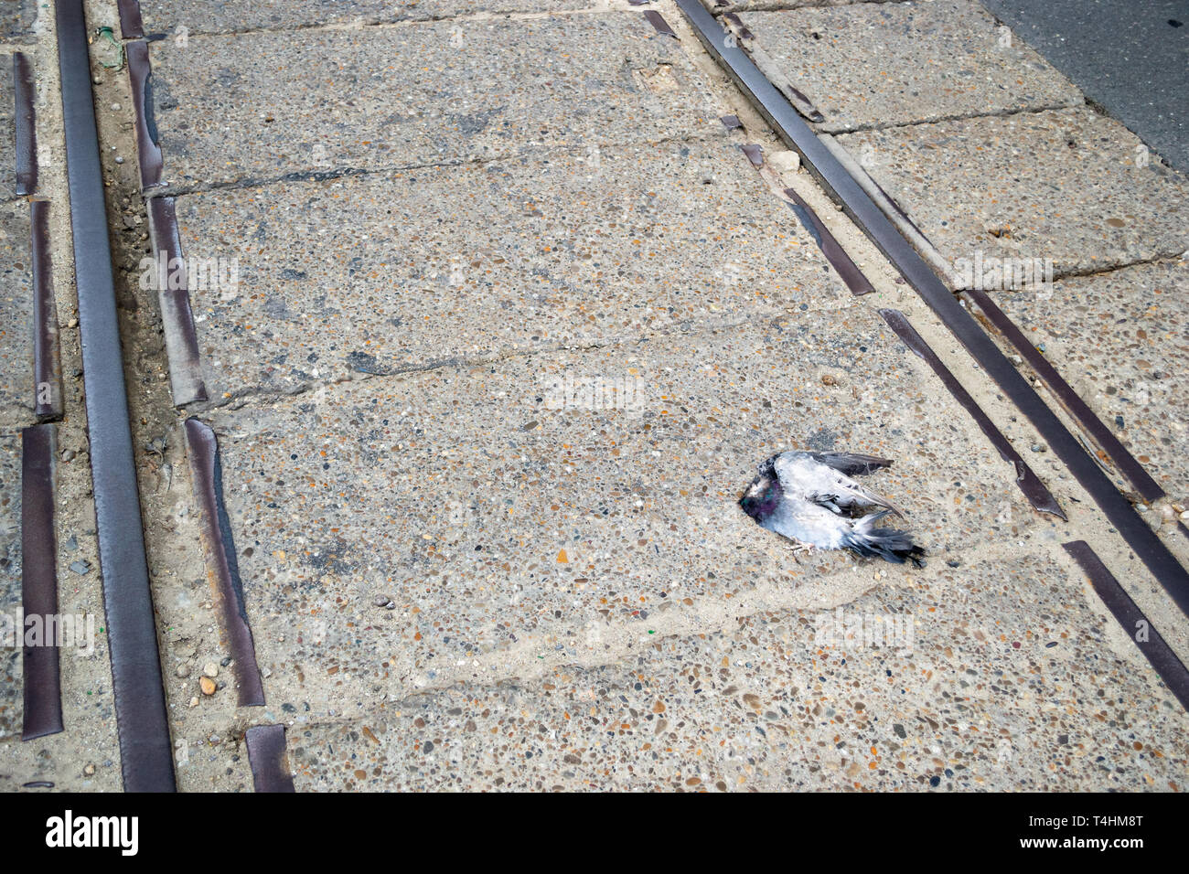 Roadkill on tram tracks. Lifeless dove without a head on the ground ...