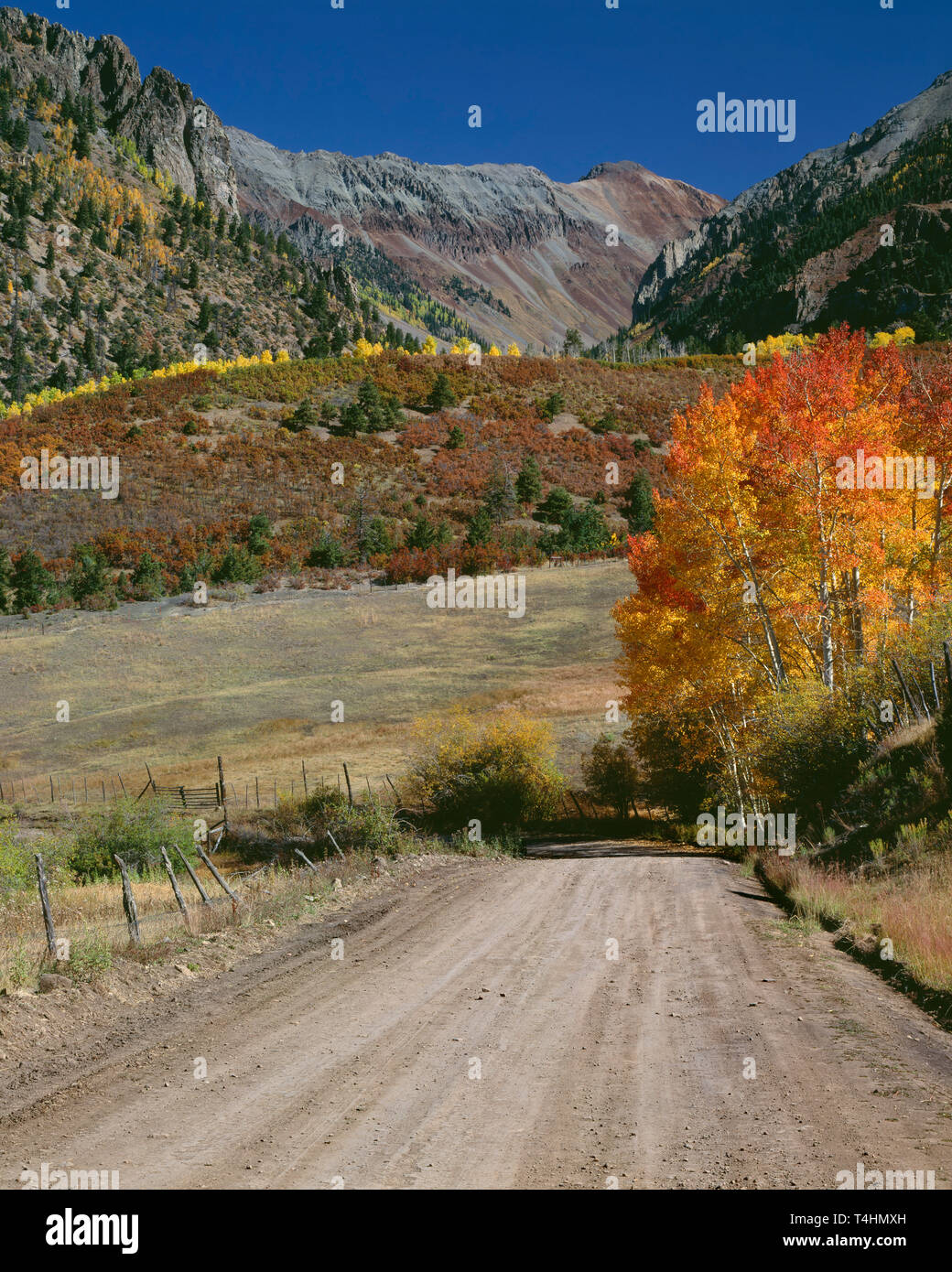 USA, Colorado, Uncompahgre National Forest, Fall foliage and country ...