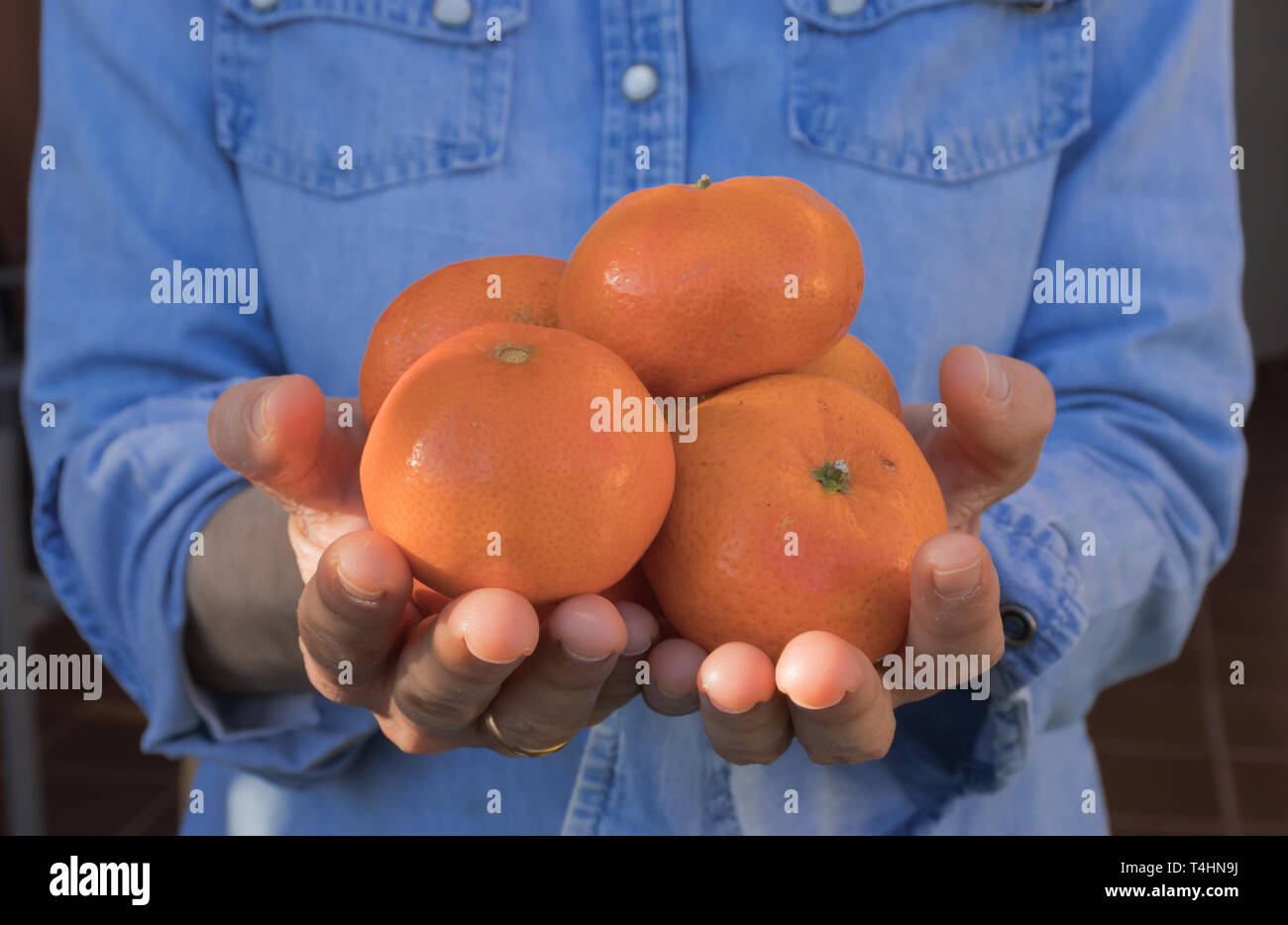 Human hands offering tangerines with blue background, front view Stock ...