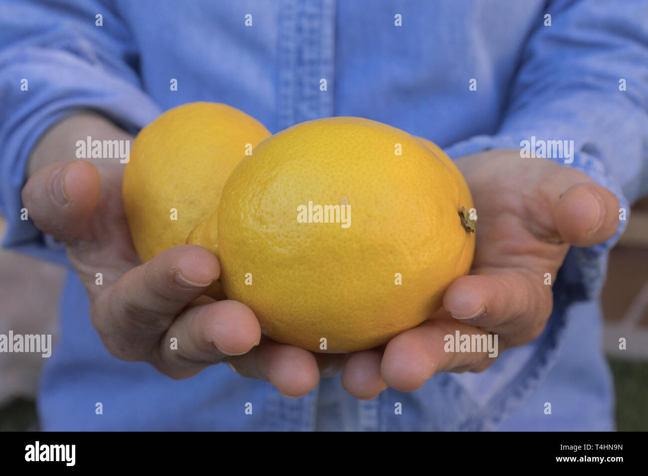 Human hands offering lemons with blue background, front view Stock ...