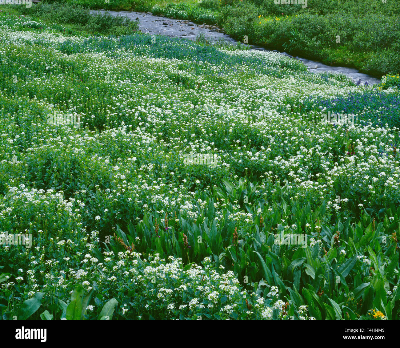 American basin hi-res stock photography and images - Alamy