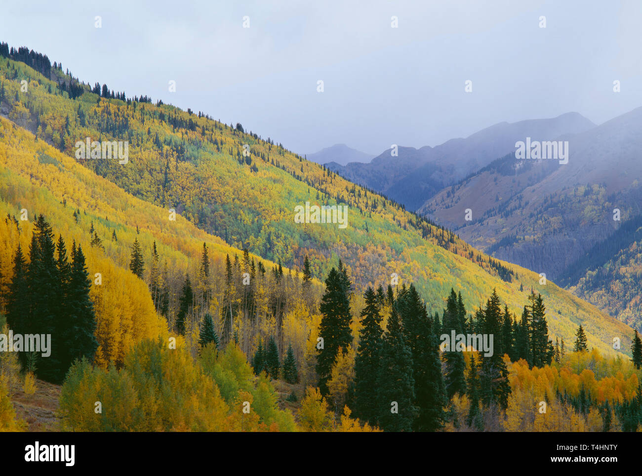 USA, Colorado, Uncompahgre National Forest, Fall colored aspen mix with ...