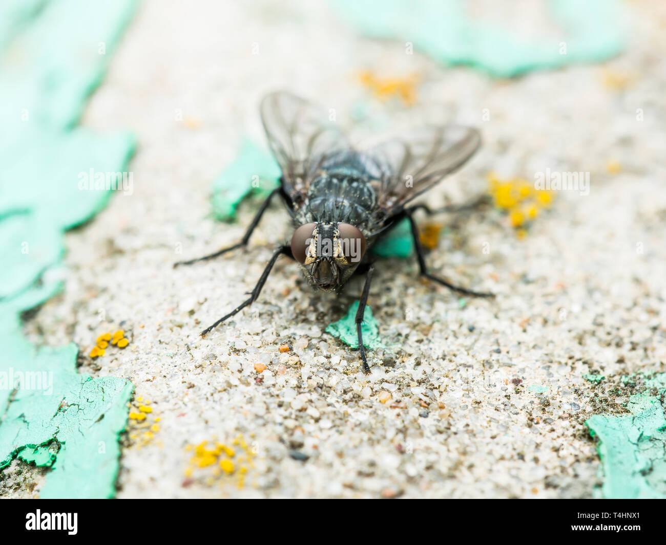 Diptera Meat Fly Insect On Rock Wall Stock Photo - Alamy