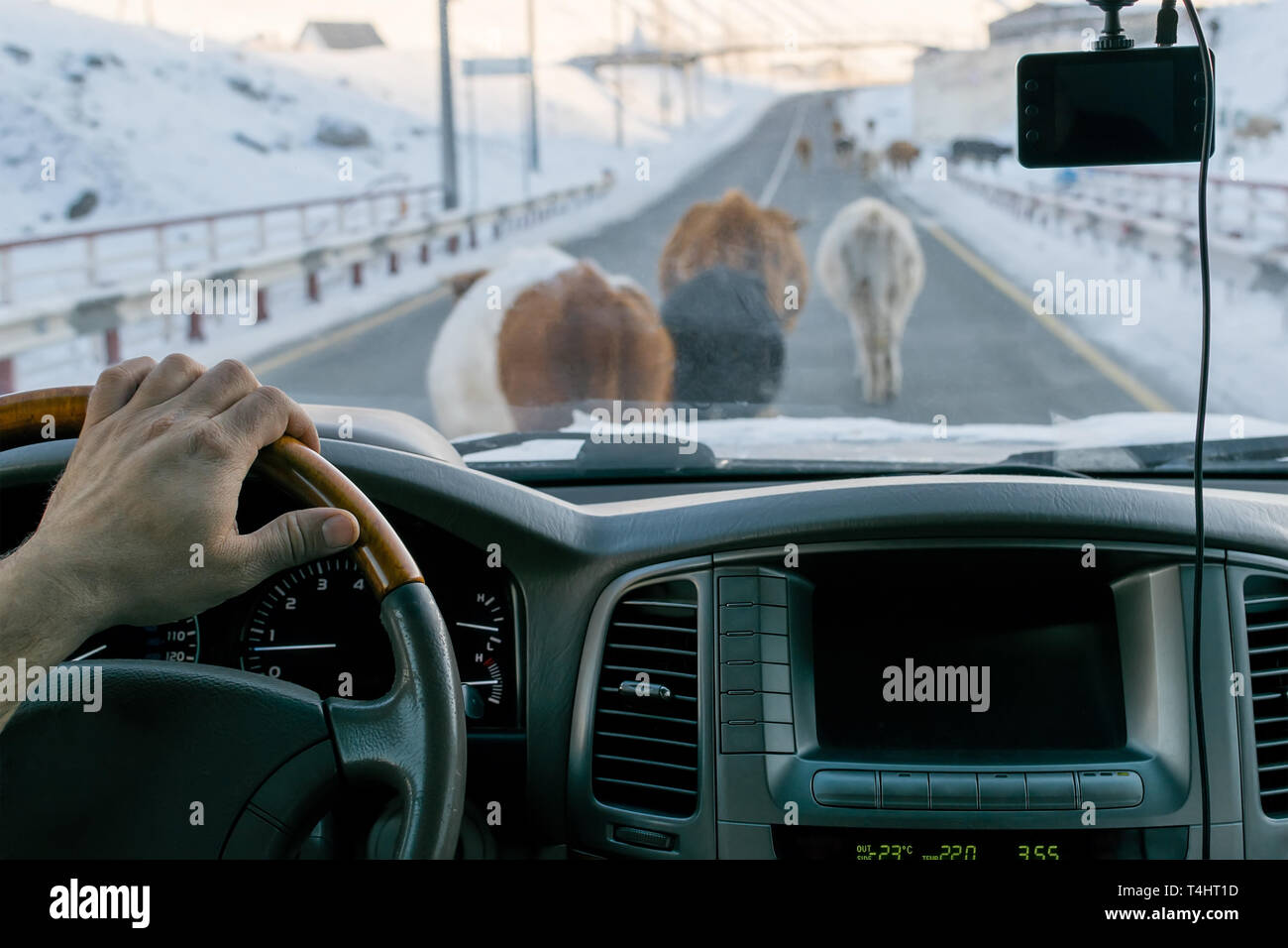 Cows on road view from inside of car hi-res stock photography and ...