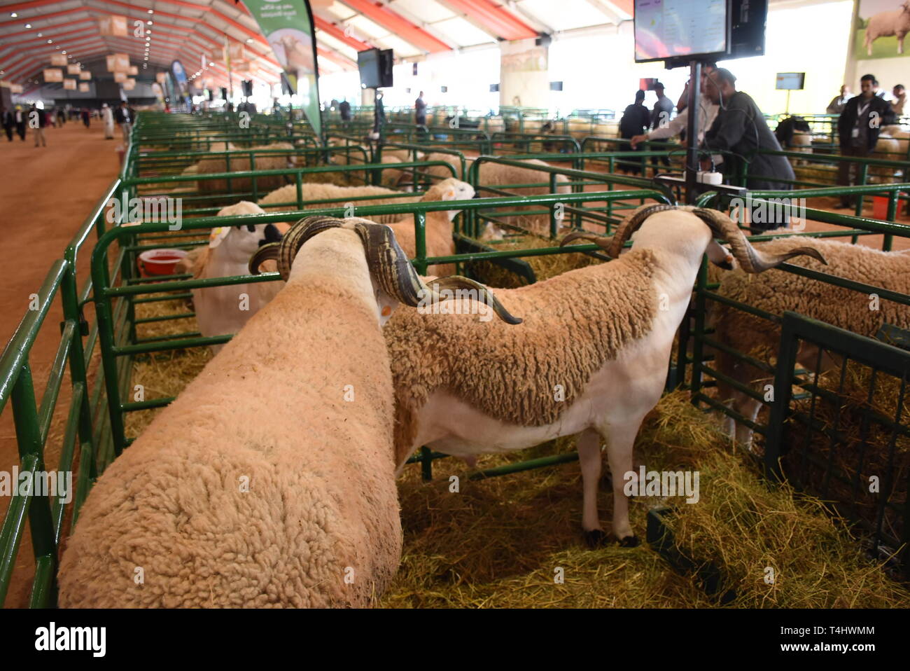 Meknes, Morocco. 16th Apr, 2019. Farm animals are seen during the ...