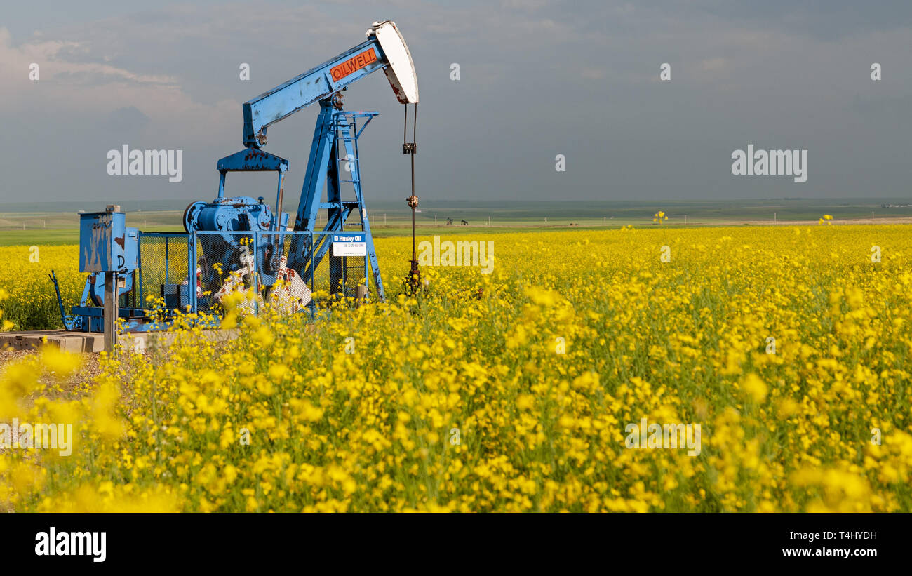 Crude rapeseed oil hi-res stock photography and images - Alamy