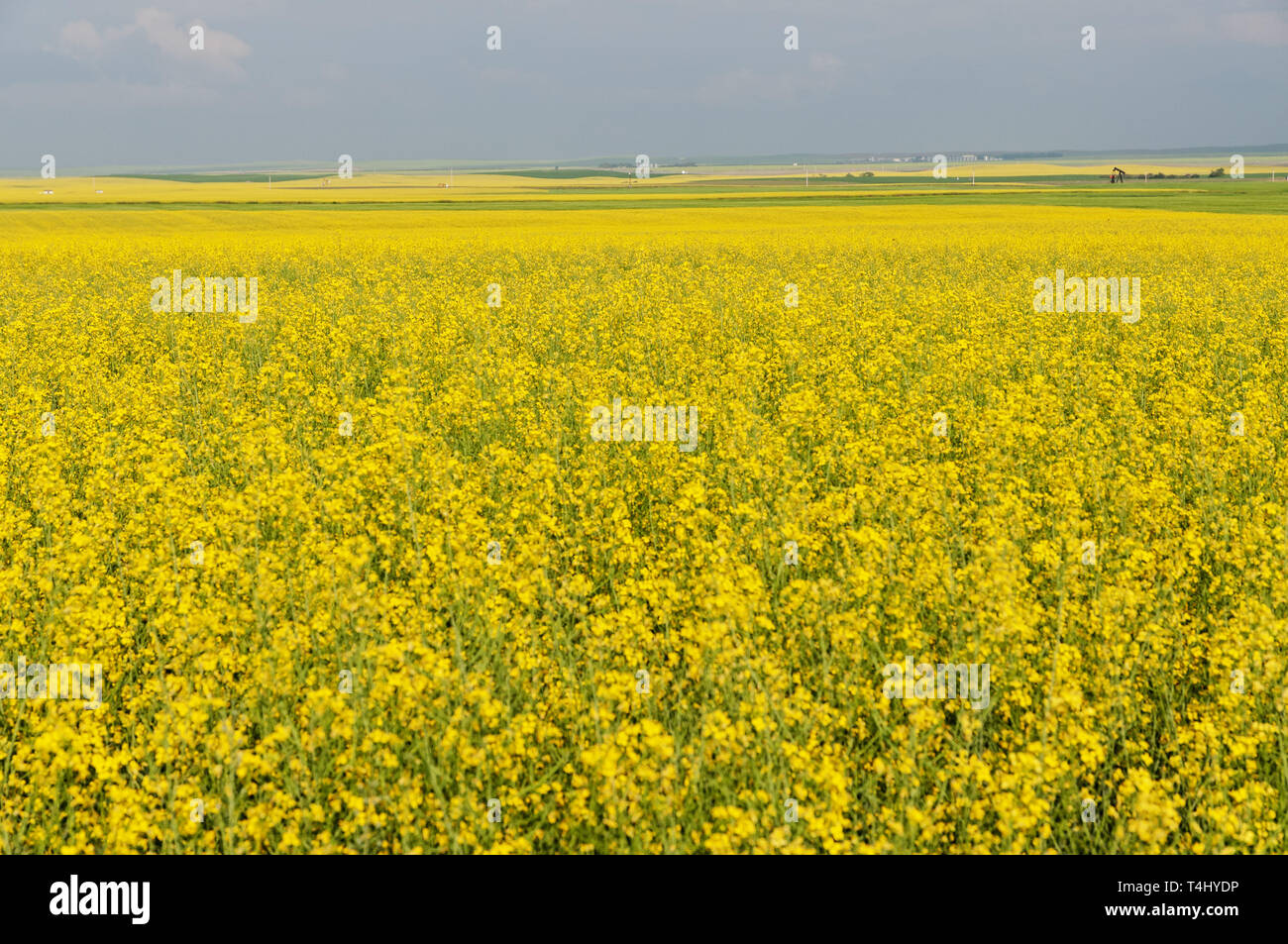 Yellow rapeseed oil prairie hi-res stock photography and images - Alamy