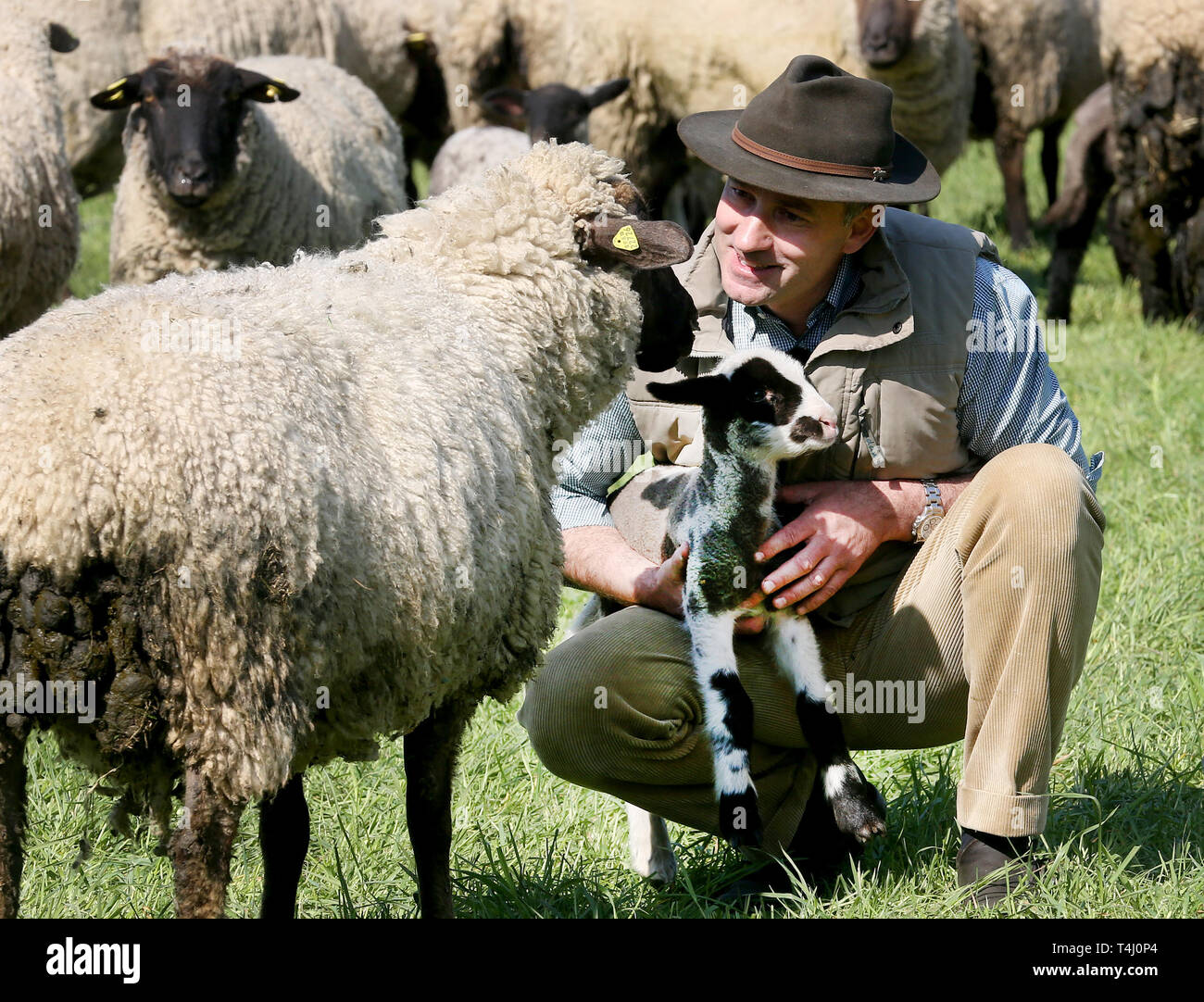 Triplet lambs hi-res stock photography and images - Alamy