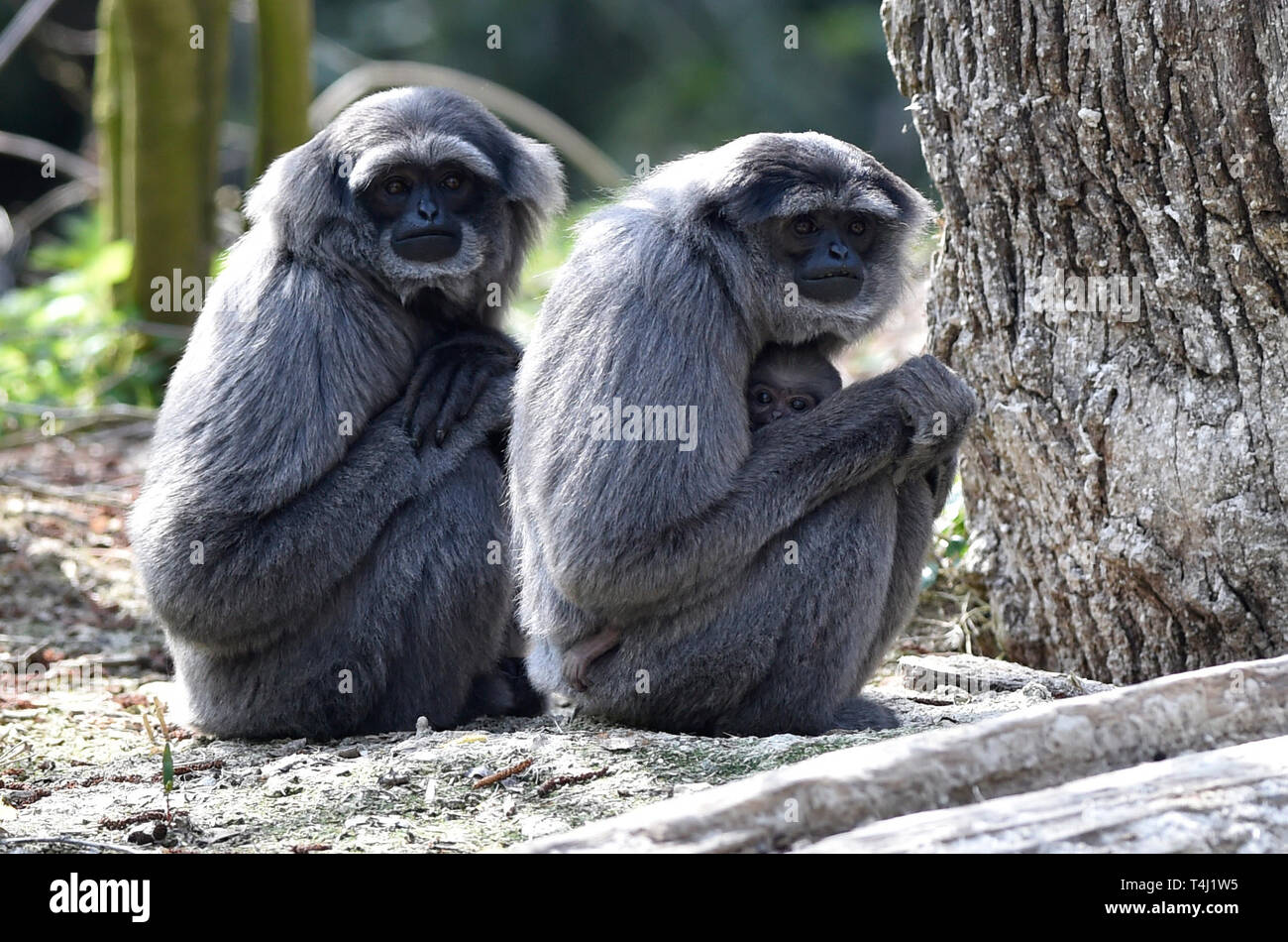 Hylobates moloch hi-res stock photography and images - Alamy