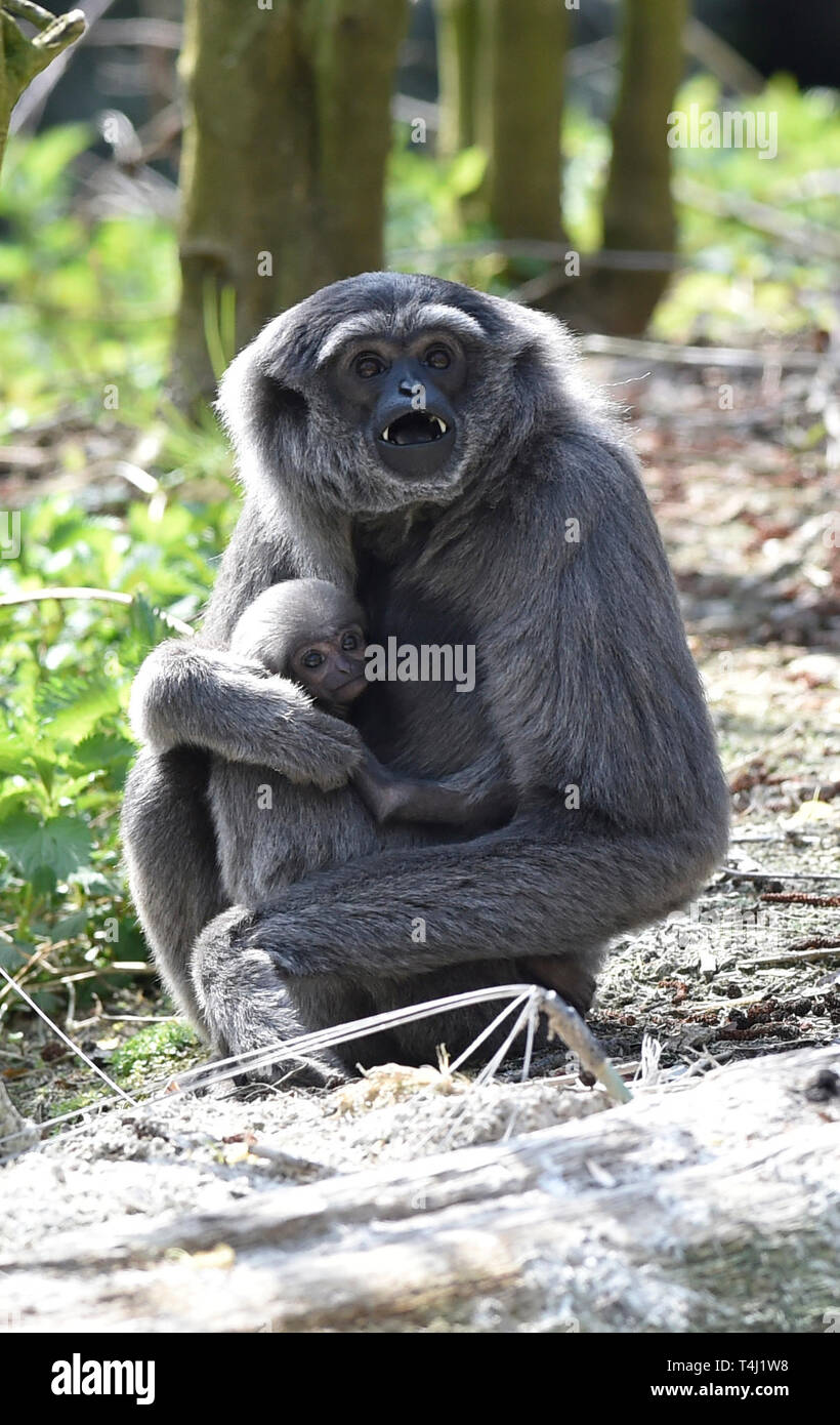 Hylobates moloch hi-res stock photography and images - Alamy