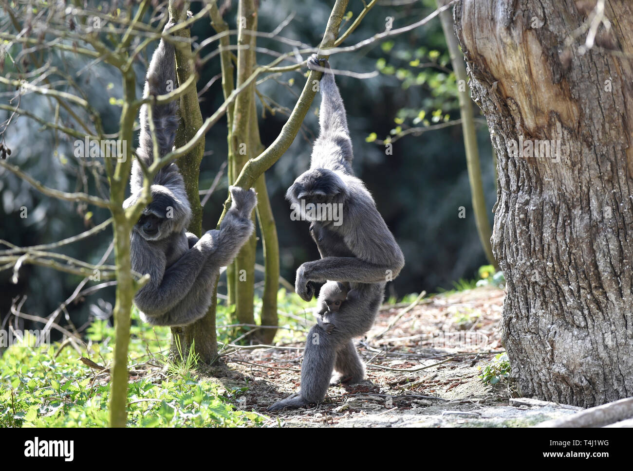 Hylobates moloch hi-res stock photography and images - Alamy