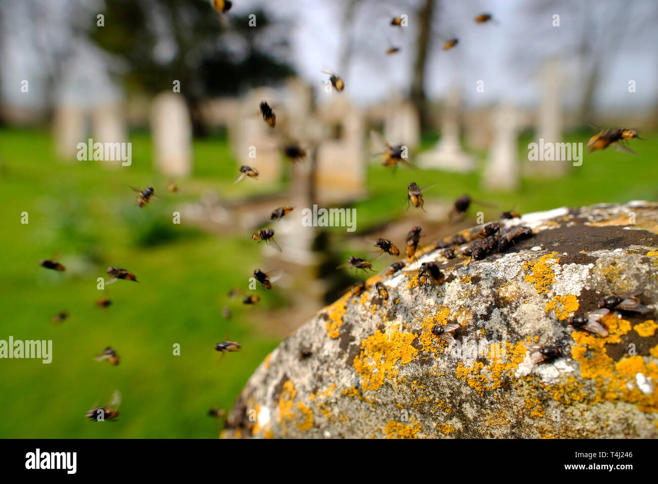 Plagues flies hi-res stock photography and images - Alamy