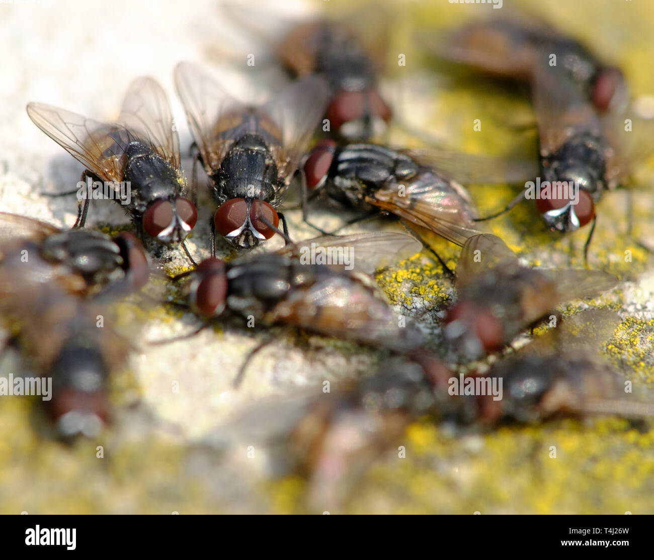 Black flies hi-res stock photography and images - Alamy