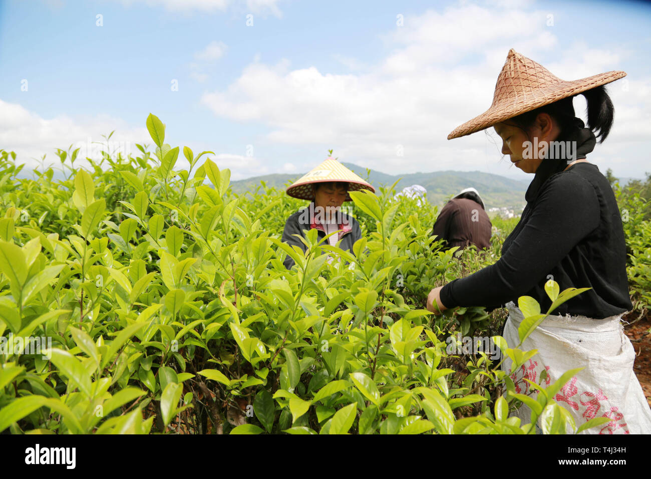 Tea garden fujian hi-res stock photography and images - Alamy