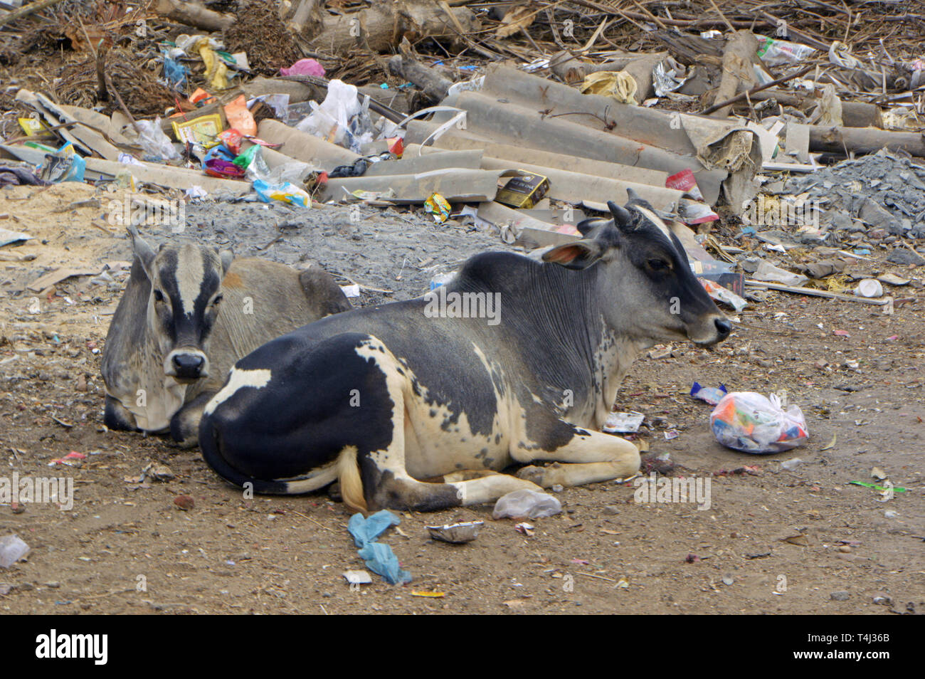 Cows lie between garbage and plastic waste in Thanjavur (Tanjore) in ...