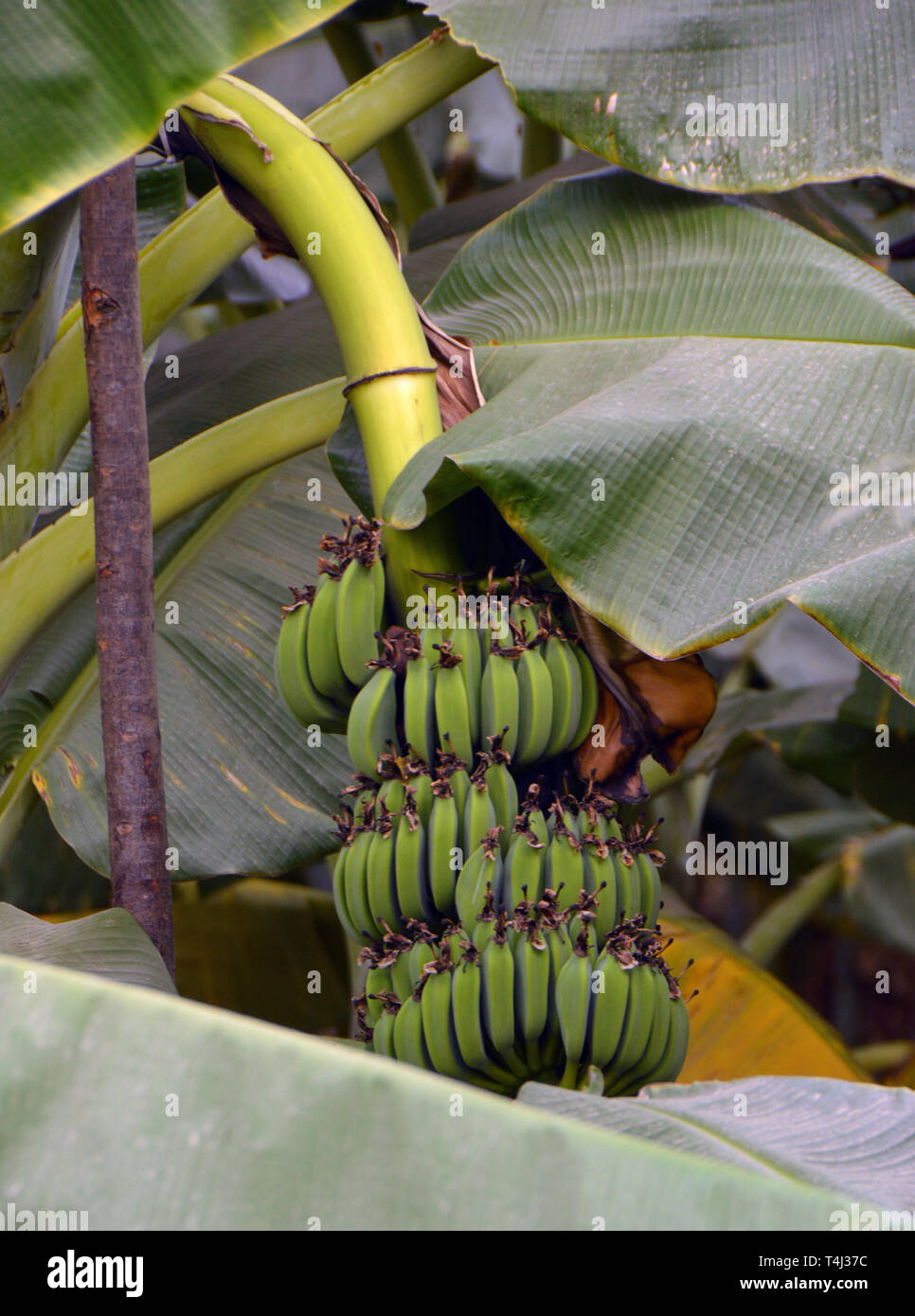 Banana tree on a plantation in Madurai in the south of India, recorded ...