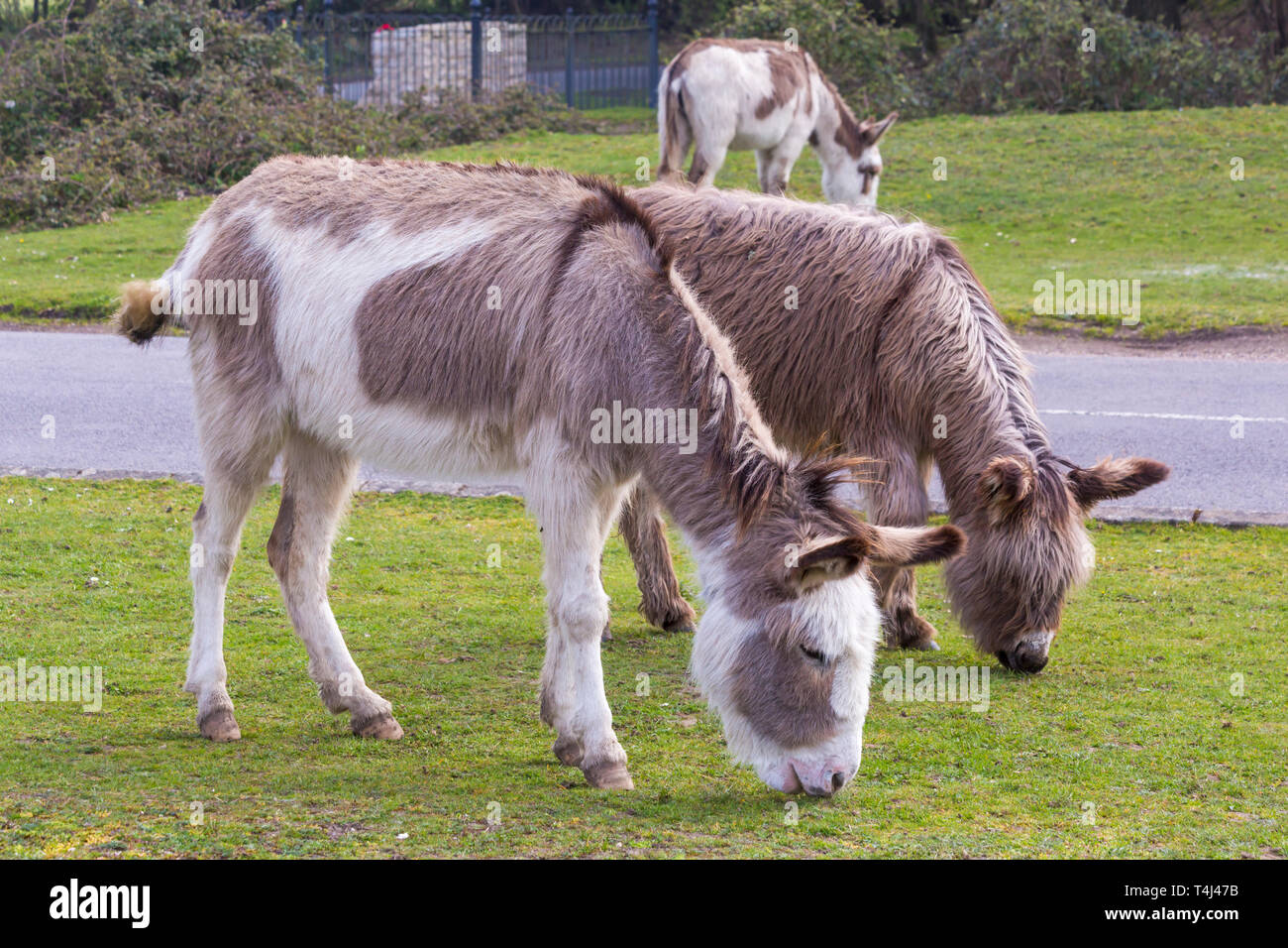 Ibsley, New Forest, Hampshire, UK. 17th Apr, 2019. UK weather: donkeys ...