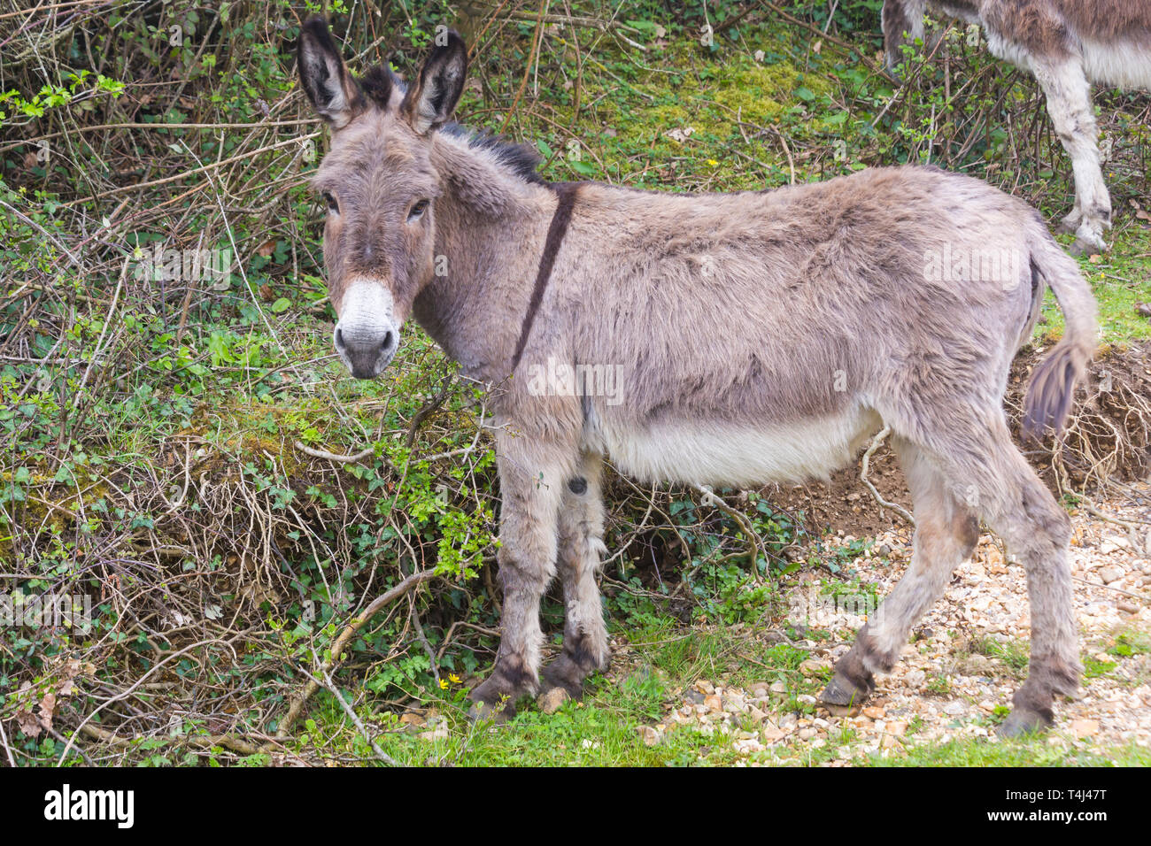 Ibsley, New Forest, Hampshire, UK. 17th Apr, 2019. UK weather: donkeys ...