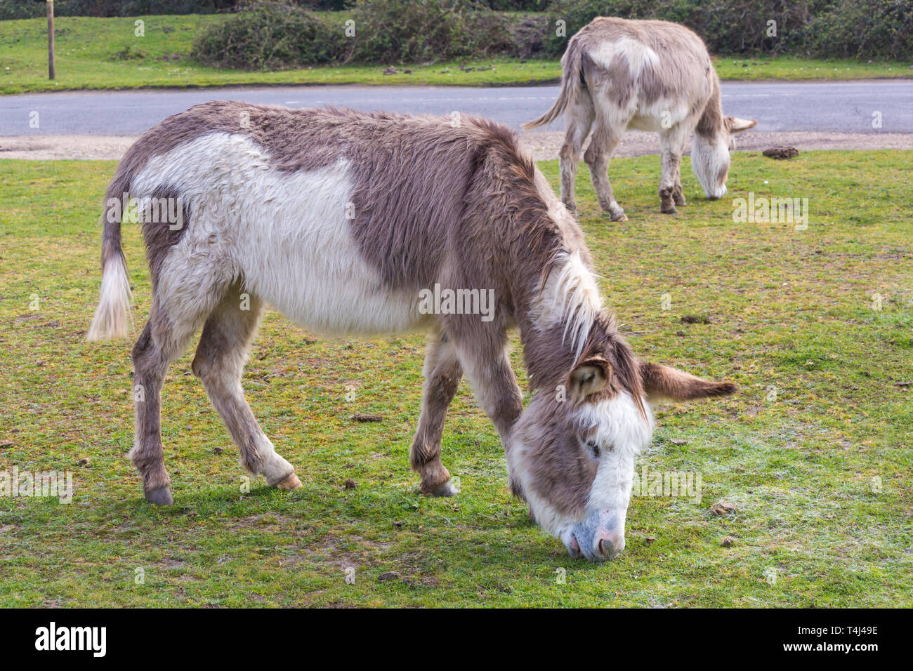 Donkey grazing at new forest national park hi-res stock photography and ...