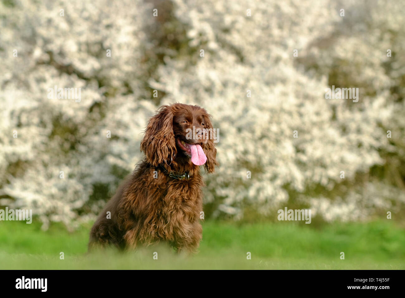 Chalvington, East Sussex, UK. 17th April 2019. Fudge the cocker spaniel ...