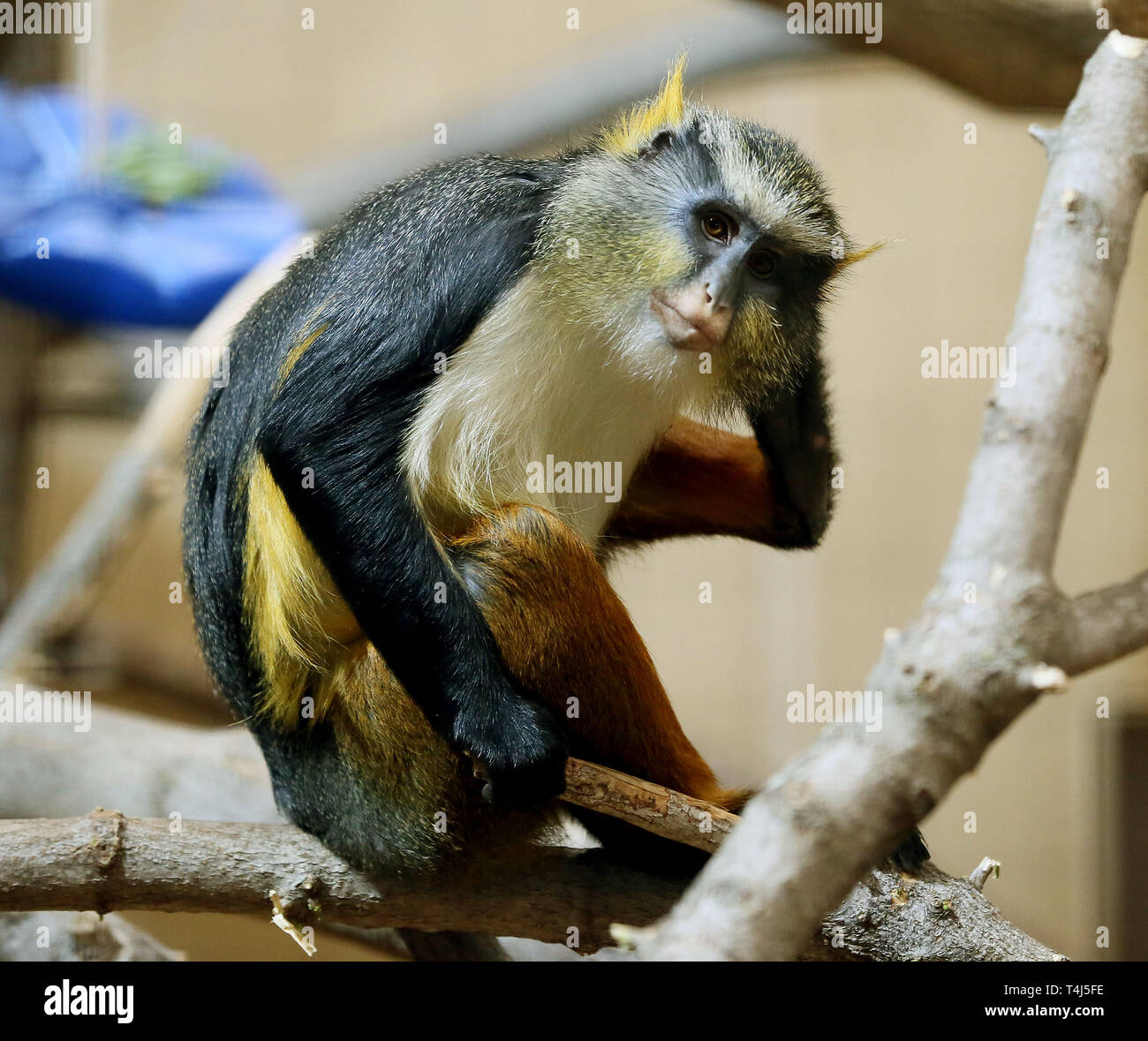 Quad azul hi-res stock photography and images - Alamy