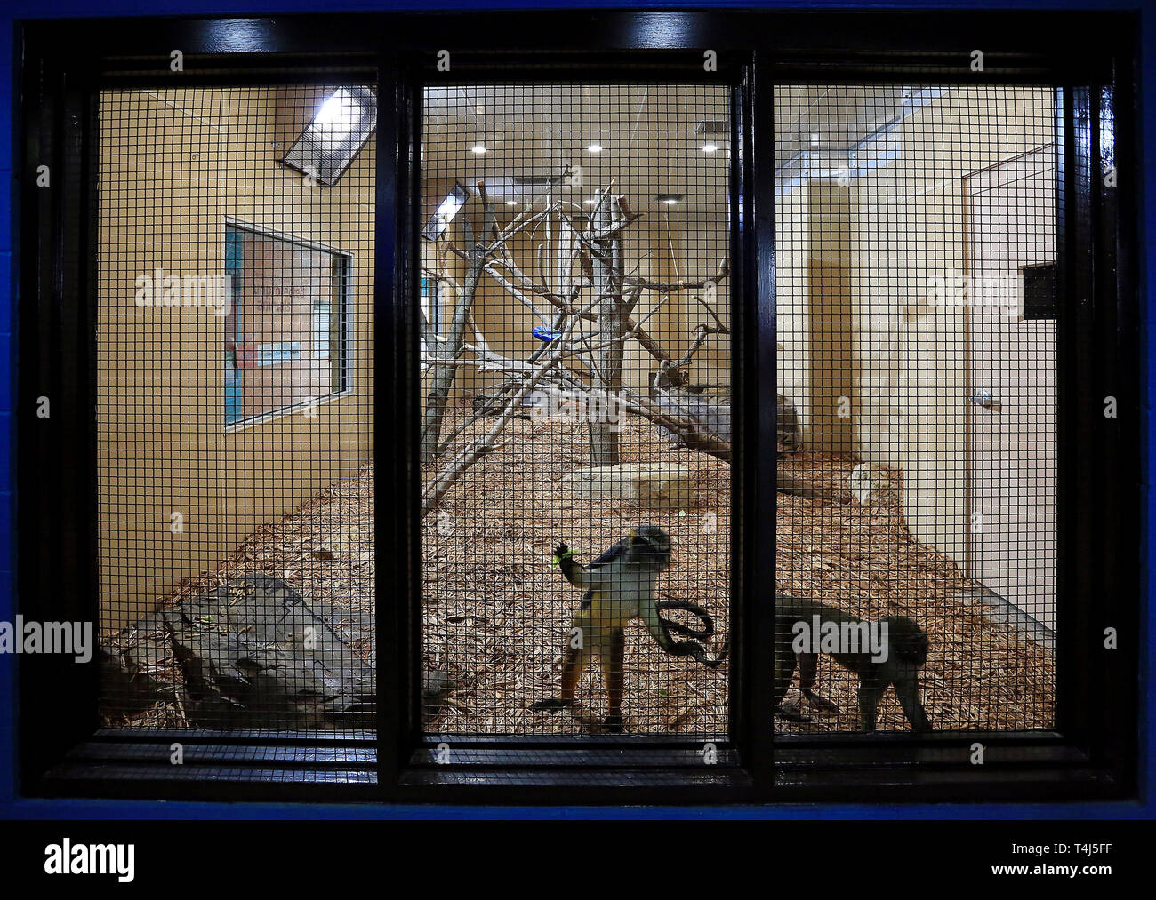 Muscatine, Iowa, USA. 17th Apr, 2019. The new African primates exhibit ...