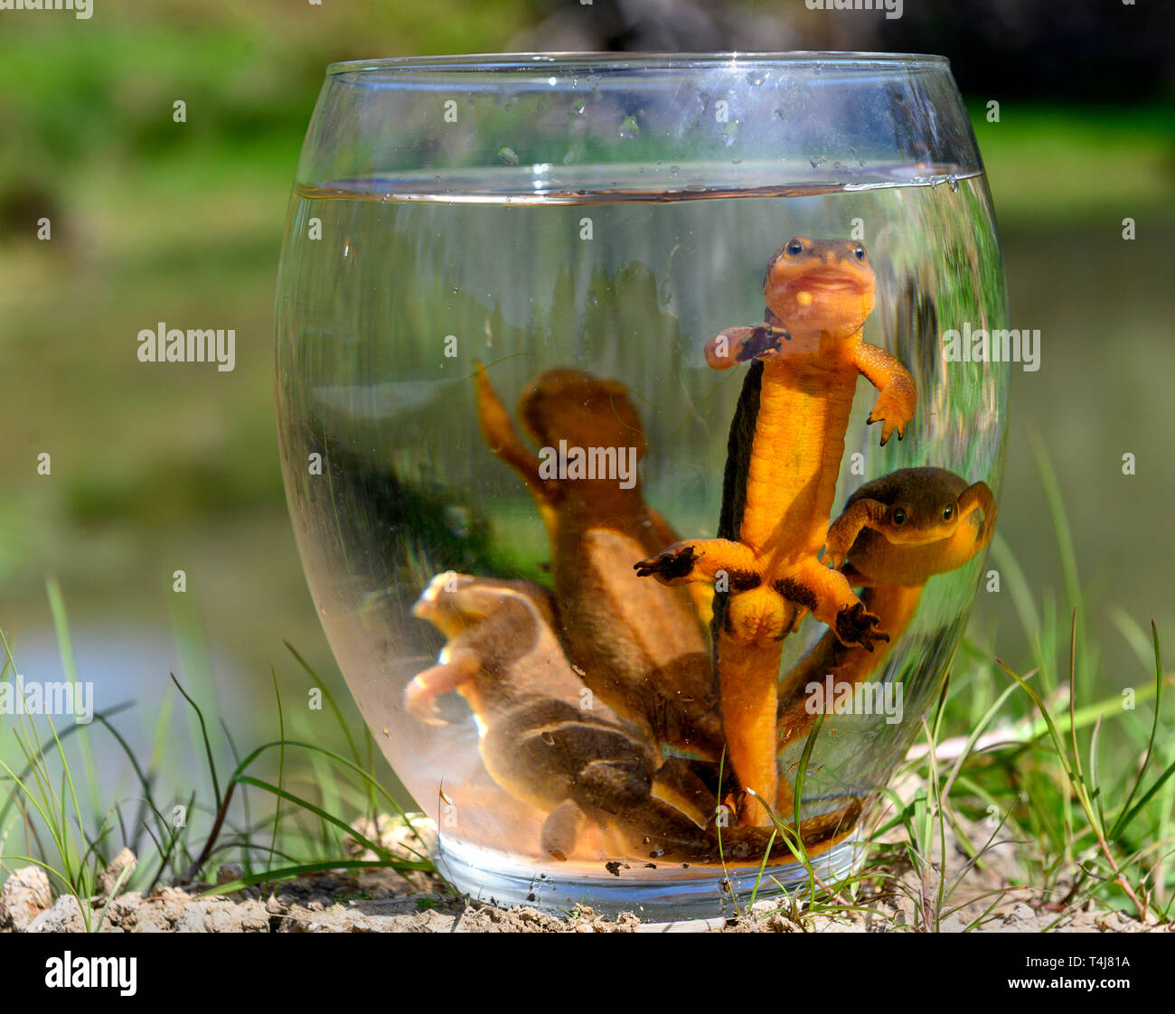 Group of newts hi-res stock photography and images - Alamy