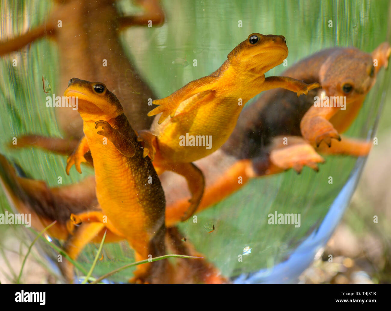 Group of newts hi-res stock photography and images - Alamy