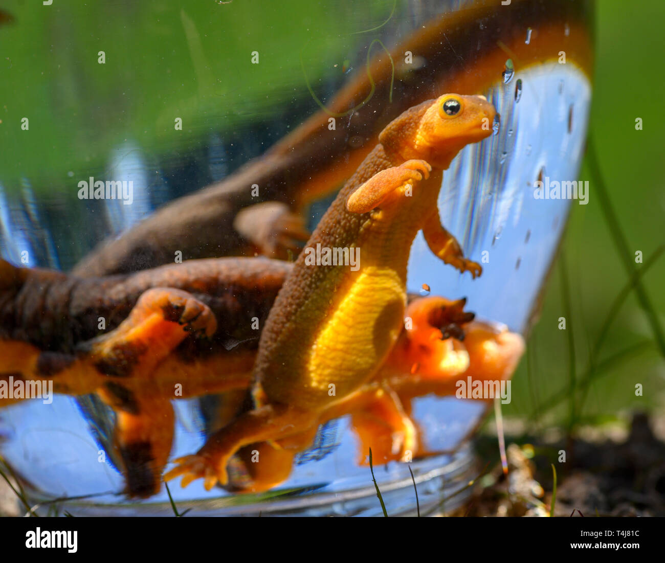 Group of newts hi-res stock photography and images - Alamy