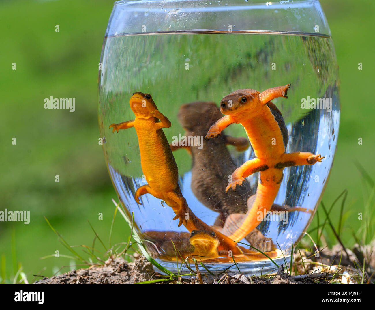Group of newts hi-res stock photography and images - Alamy