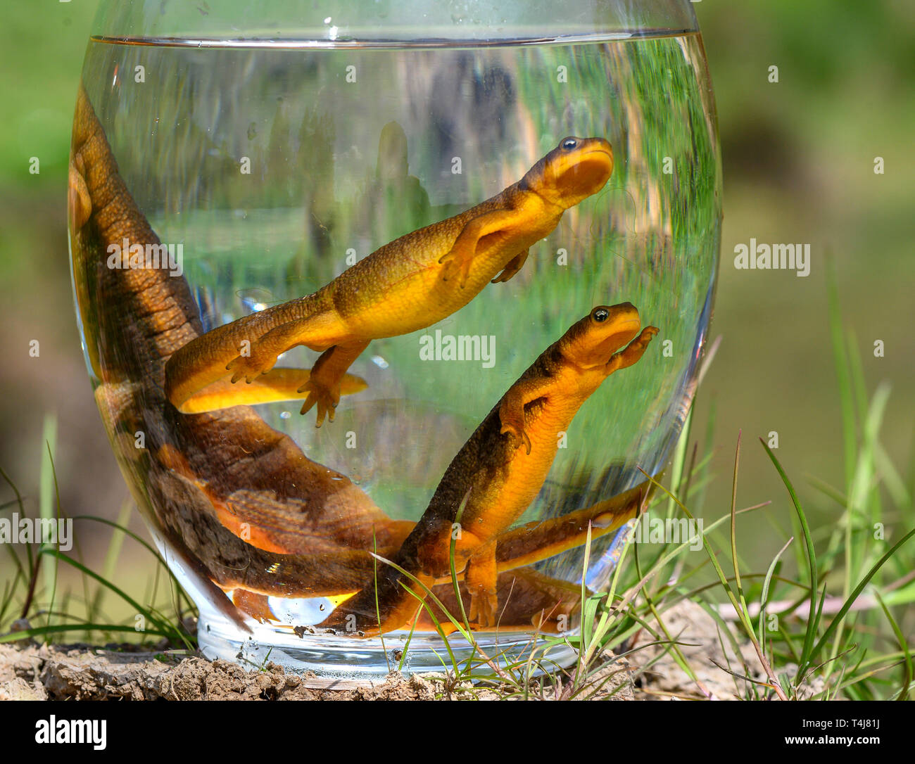 Elkton, OREGON, USA. 17th Apr, 2019. A group of wild rough skinned ...