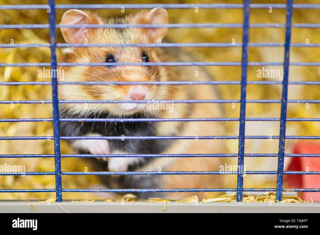 Heidelberg, Germany. 15th Apr, 2019. A field hamster sits in the zoo in ...