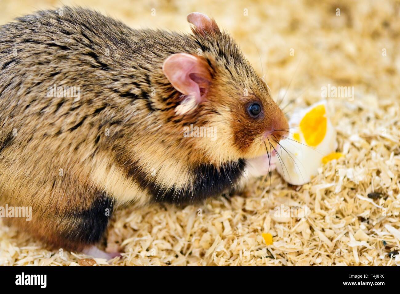 Heidelberg, Germany. 15th Apr, 2019. A field hamster eats a piece of ...