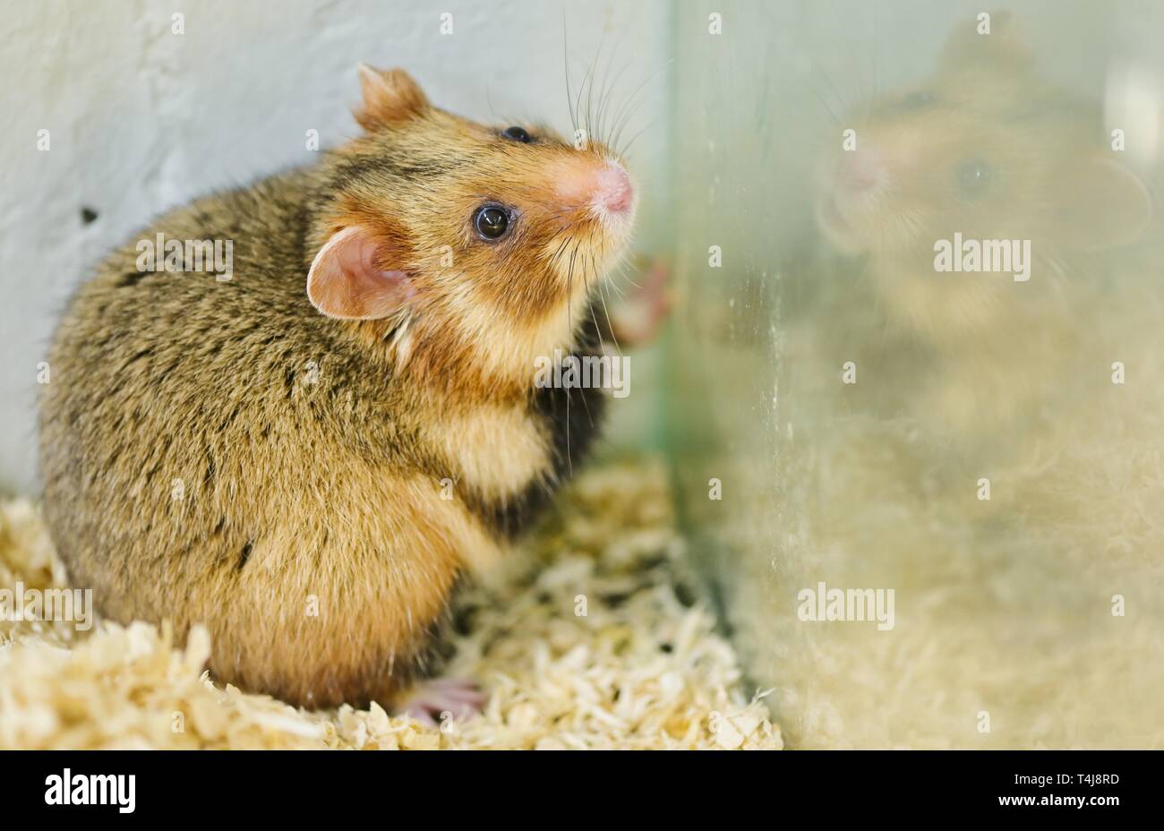 Hamsters in cage hi-res stock photography and images - Alamy