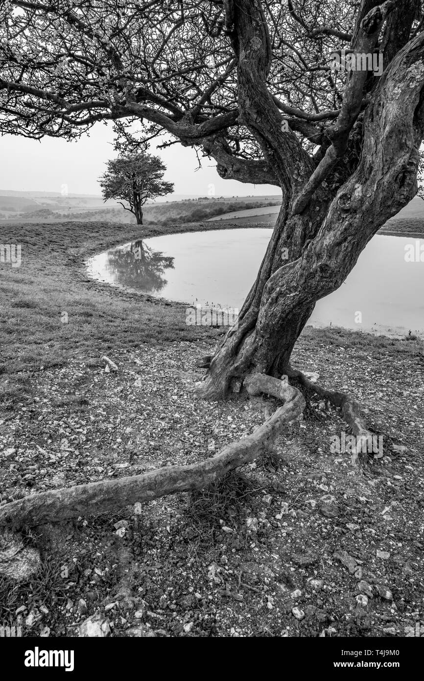 Knarled tree hi-res stock photography and images - Alamy