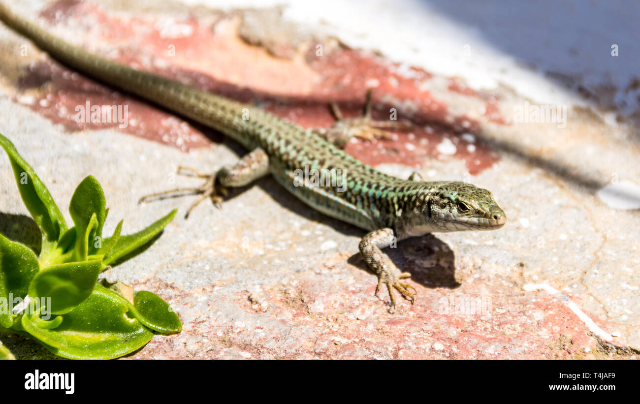 Greek Rock Lizard High Resolution Stock Photography and Images - Alamy