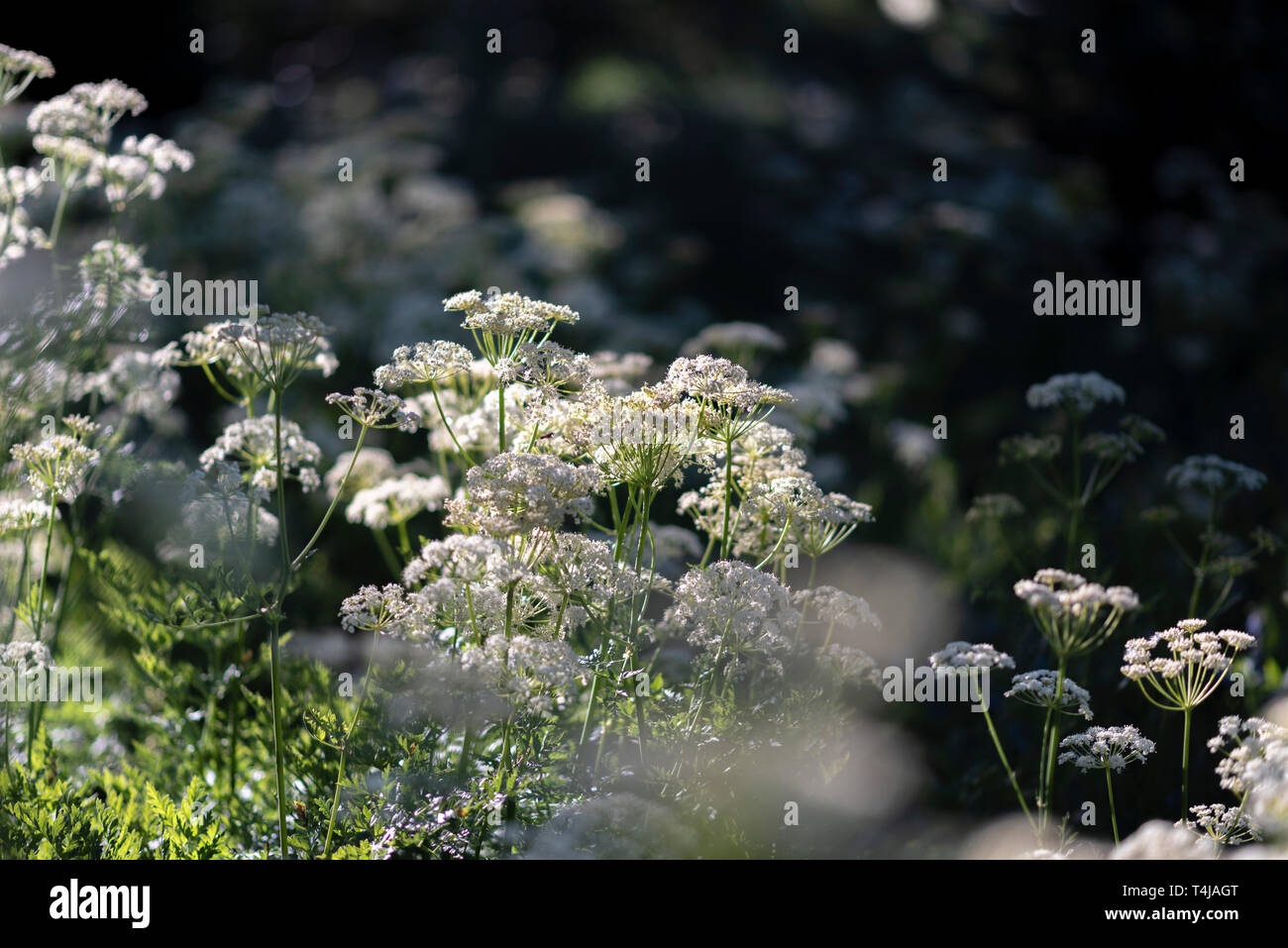 Small white wildflowers hi-res stock photography and images - Alamy
