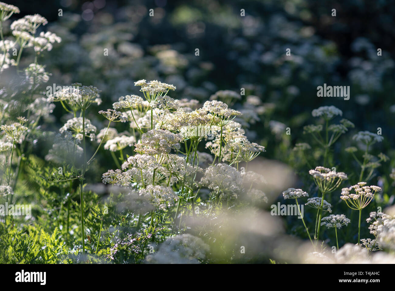 Small white wildflowers hi-res stock photography and images - Alamy
