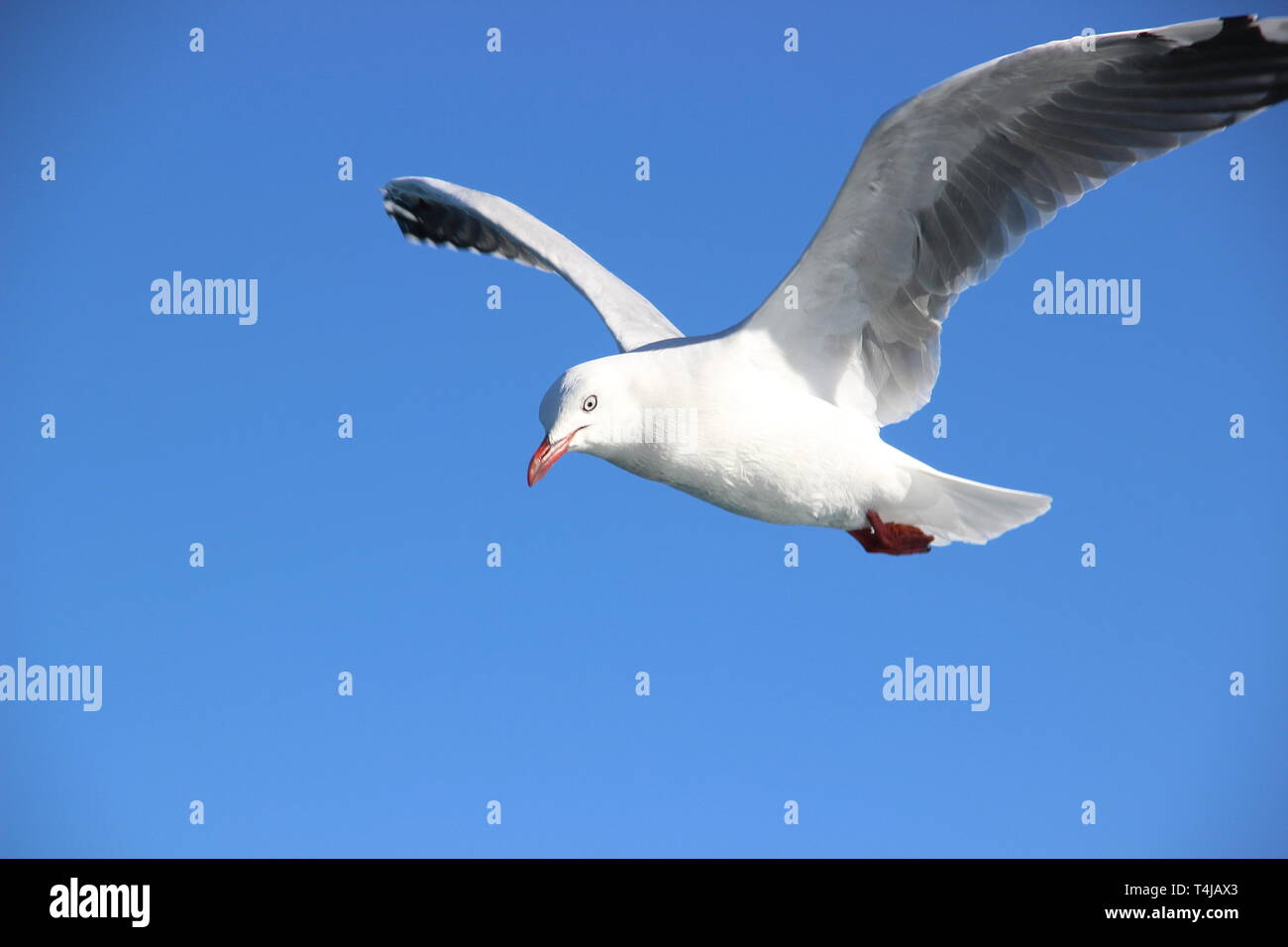 Seagull in flight Stock Photo - Alamy