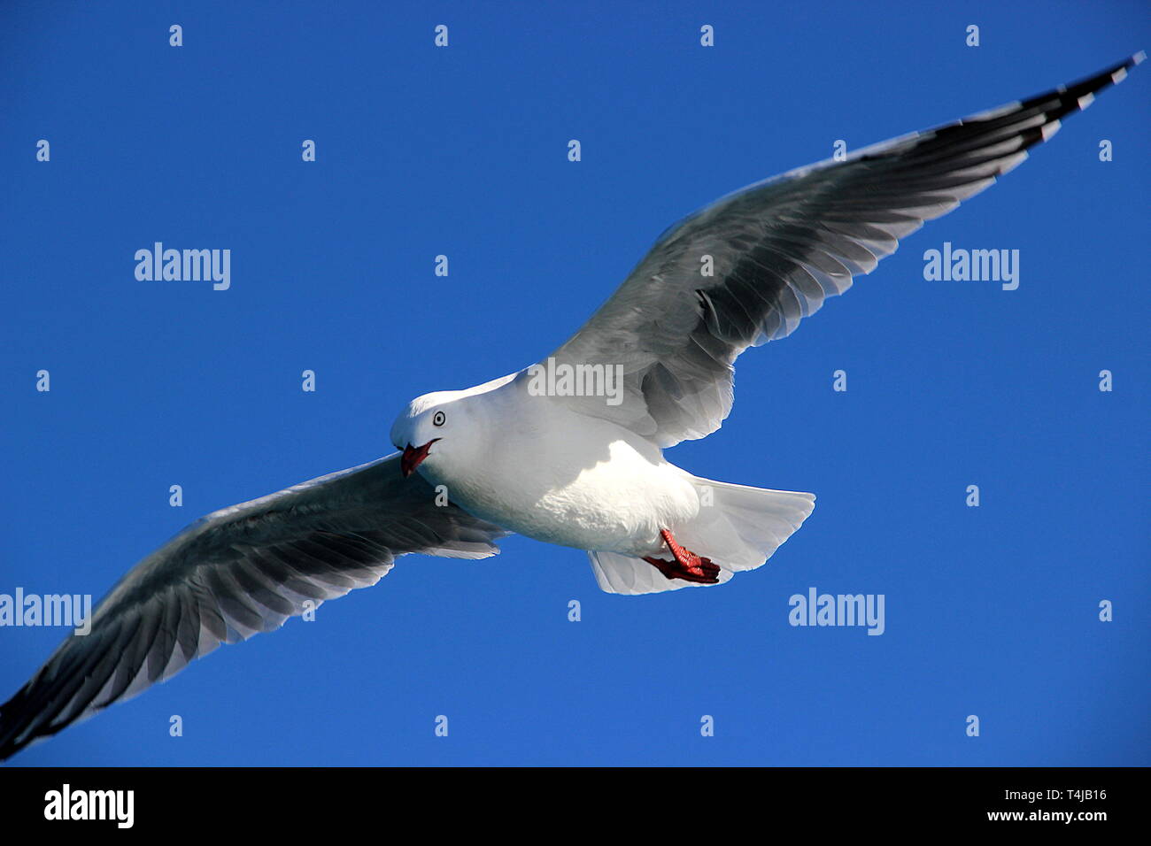 Seagull in flight Stock Photo - Alamy